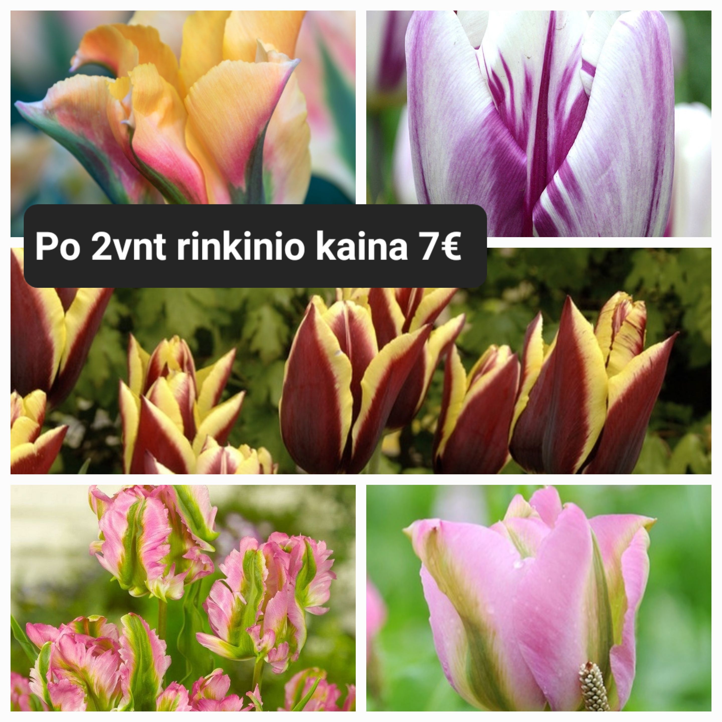 Tulpės | Floramore