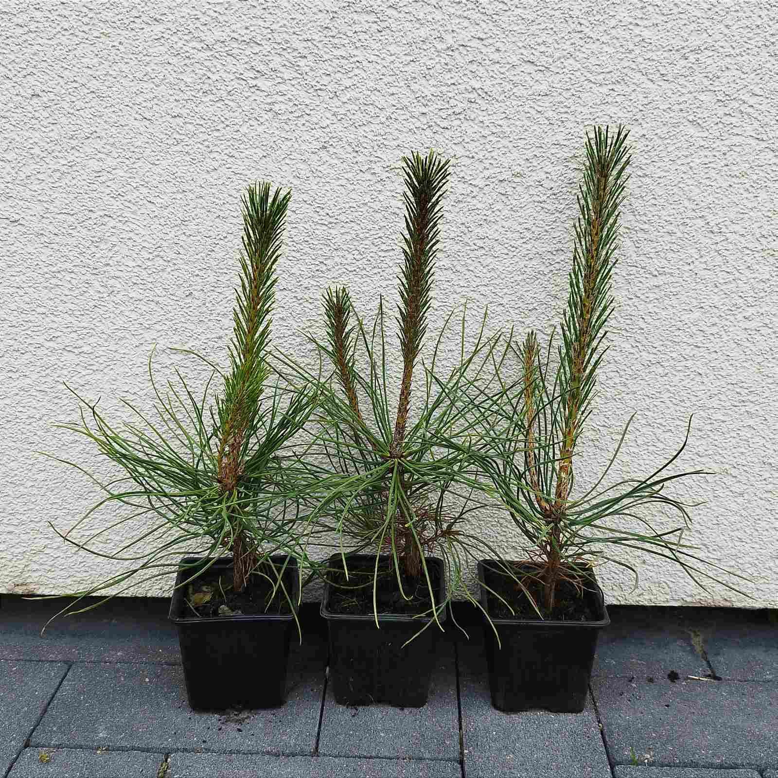 Juodosios pušies (Pinus nigra var. nigra) sodinukai 3 metų (1+2P) 20 ...