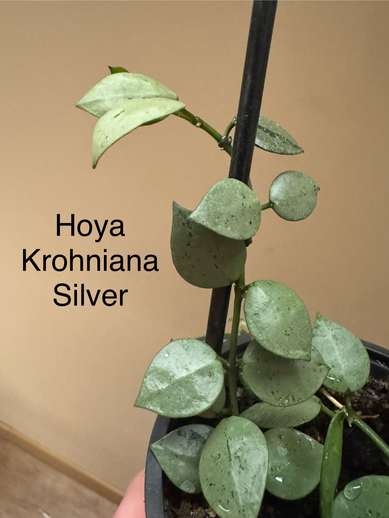 Hoya krohniana silver | Floramore